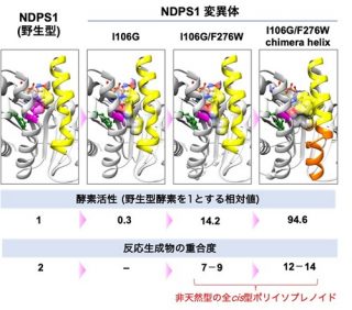 酵素の機能改変で自然界にないイソプレノイドを合成 – 新規バイオポリマー合成酵素の開発に期待 -（2022.02.08） – 金沢大学 理工学域