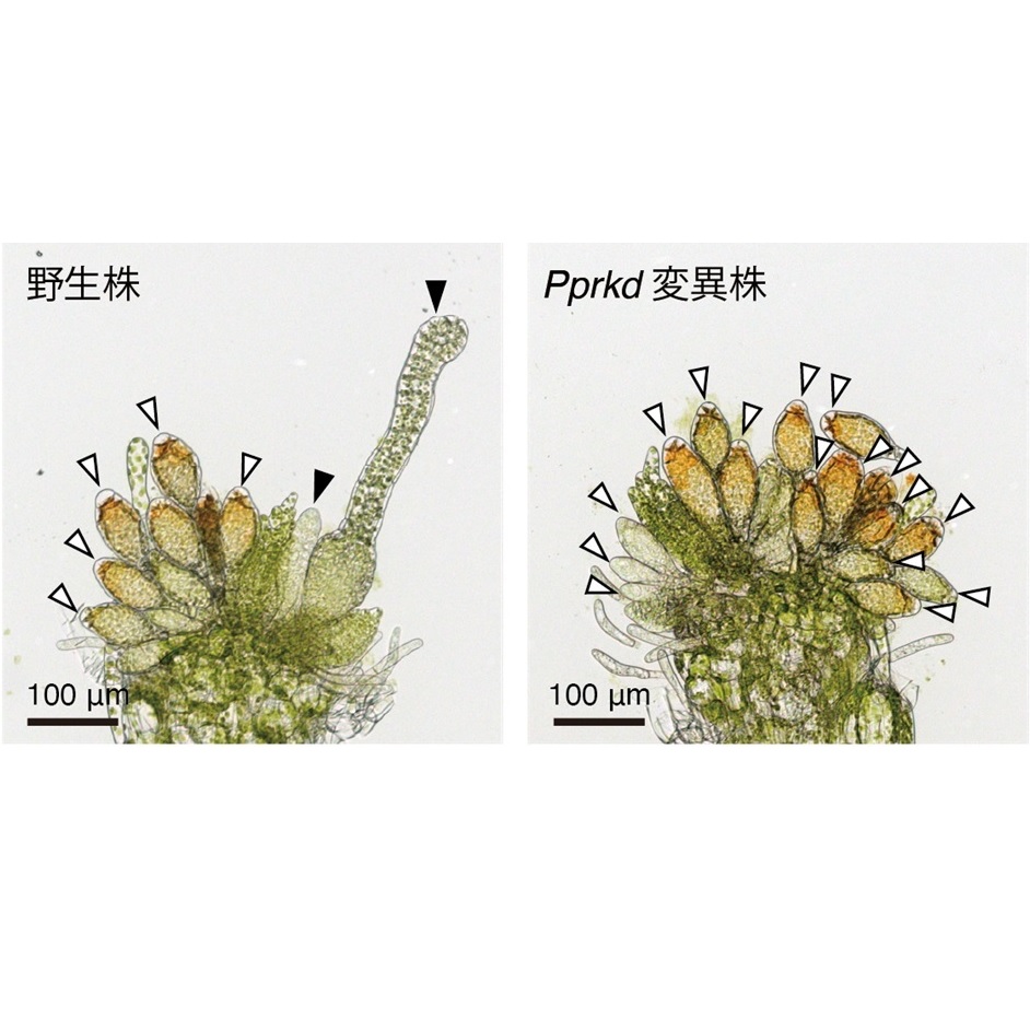 Discovery of PpRKD, A Transcription Factor Driving Female Development ...